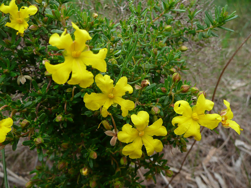 Hibbertia hypericoides | Friends of Queens Park Bushland