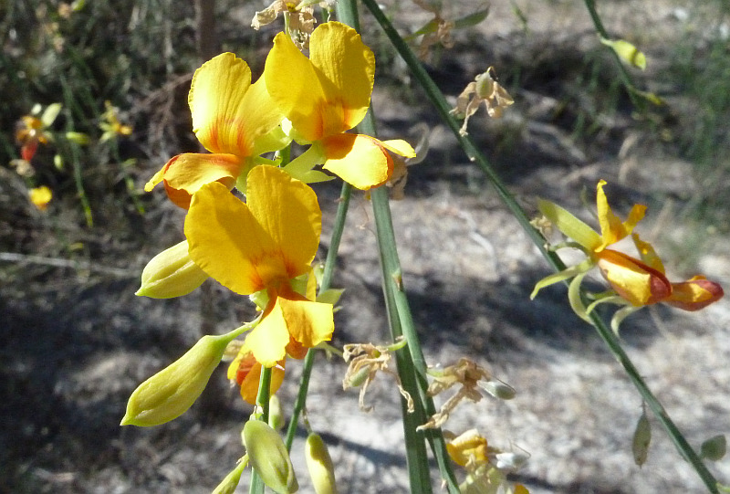 Jacksonia (plant) - Alchetron, The Free Social Encyclopedia
