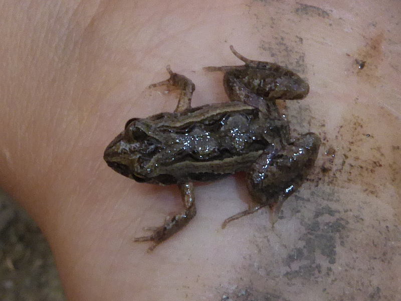 Squelching Froglet | Friends of Queens Park Bushland
