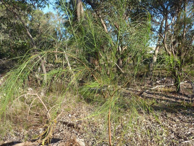 Viminaria juncea | Friends of Queens Park Bushland