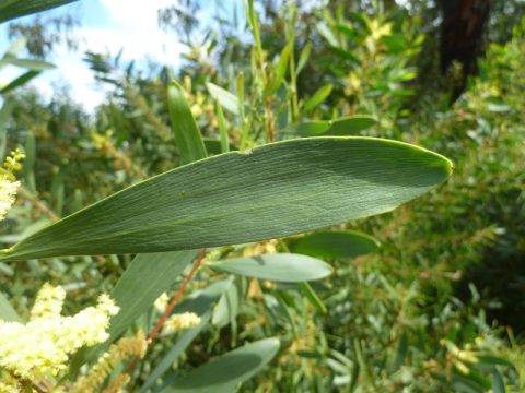 Acacia longifolia | Friends of Queens Park Bushland