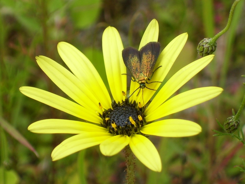 Arctotheca calendula | Friends of Queens Park Bushland