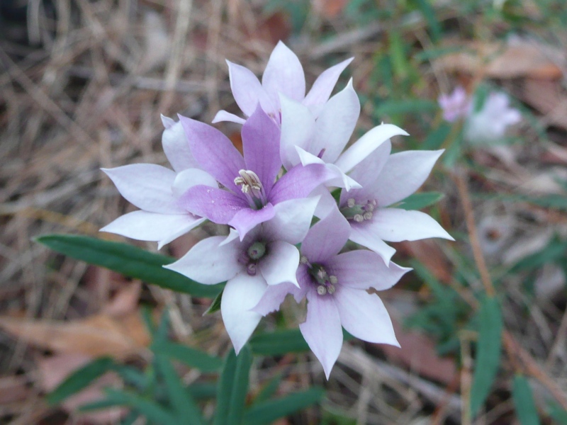 Billardiera fraseri | Friends of Queens Park Bushland