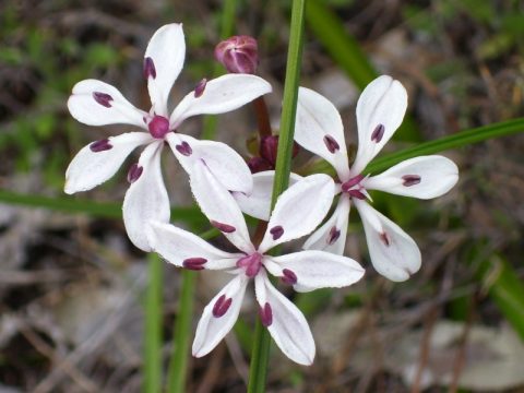 Burchardia multiflora | Friends of Queens Park Bushland