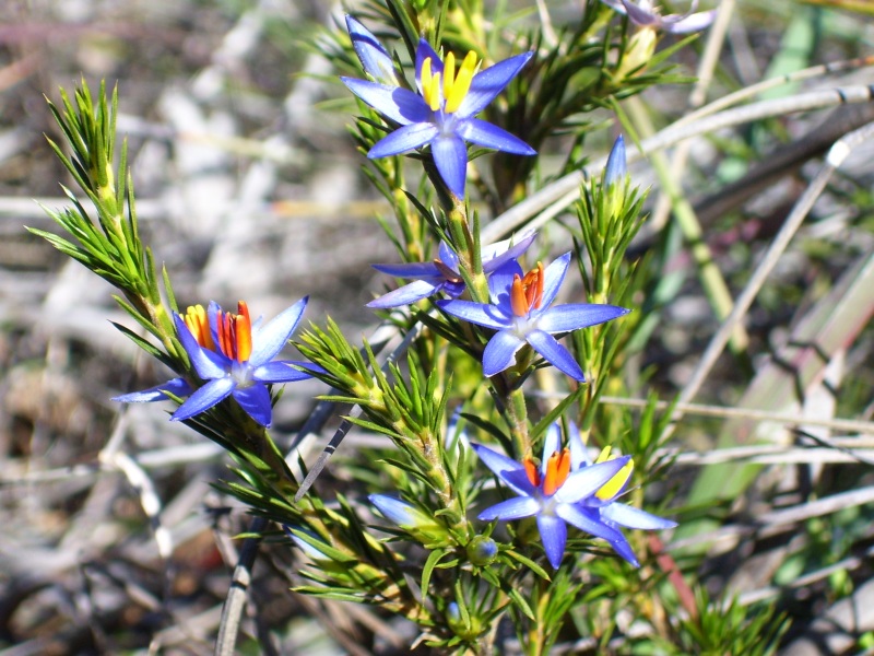 Calectasia narragara | Friends of Queens Park Bushland