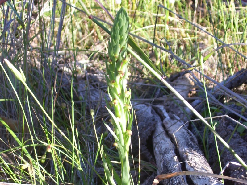 Disa bracteata | Friends of Queens Park Bushland