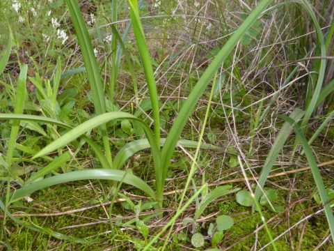 Diuris corymbosa | Friends of Queens Park Bushland