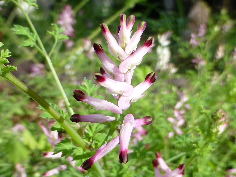 Fumaria muralis | Friends of Queens Park Bushland