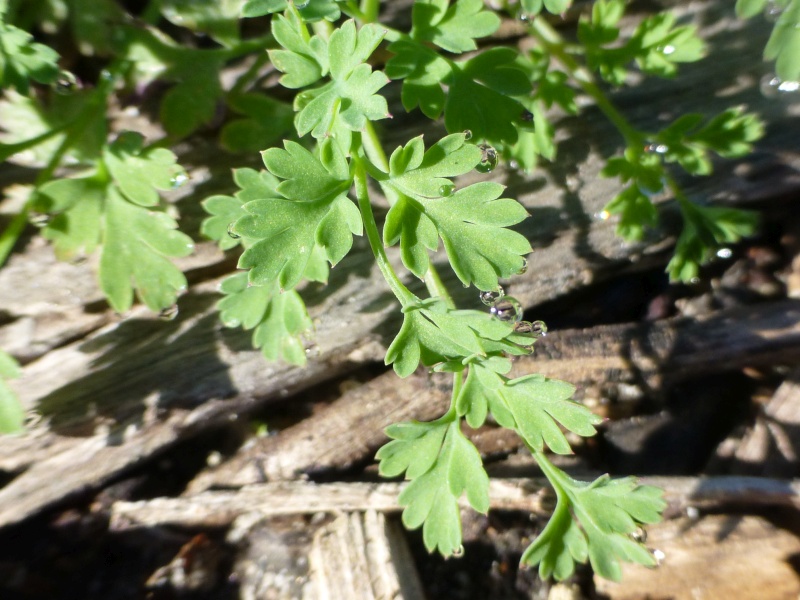 Fumaria muralis | Friends of Queens Park Bushland