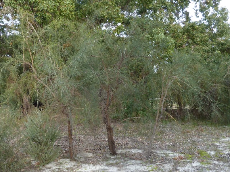 Jacksonia sternbergiana | Friends of Queens Park Bushland