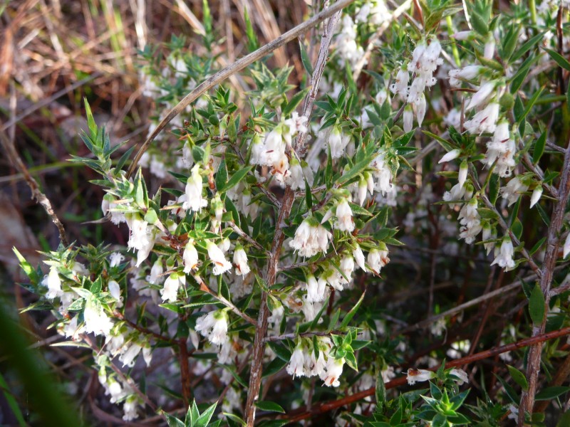Styphelia conostephioides | Friends of Queens Park Bushland