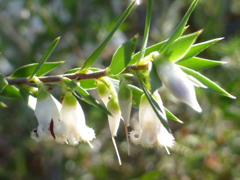 Styphelia conostephioides | Friends of Queens Park Bushland