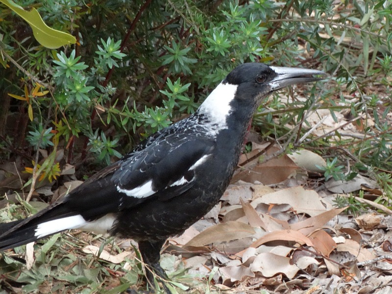 Australian Magpie | Friends of Queens Park Bushland