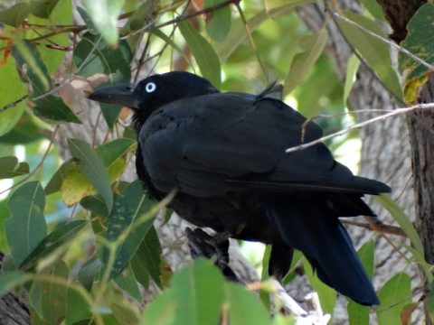 Australian Raven | Friends of Queens Park Bushland