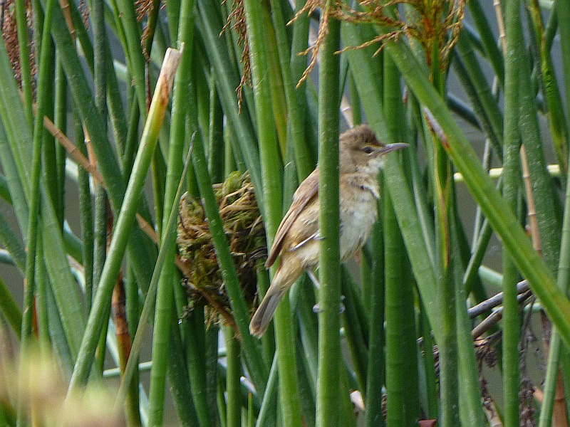 Australian Reed-warbler | Friends of Queens Park Bushland