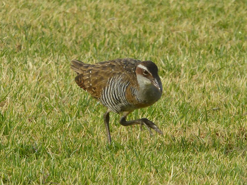 Buff-banded Rail | Friends of Queens Park Bushland