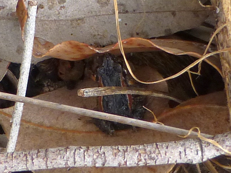 Rattling Froglet | Friends of Queens Park Bushland