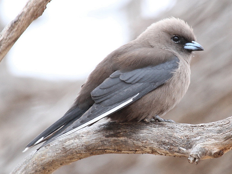 Dusky Woodswallow | Friends of Queens Park Bushland