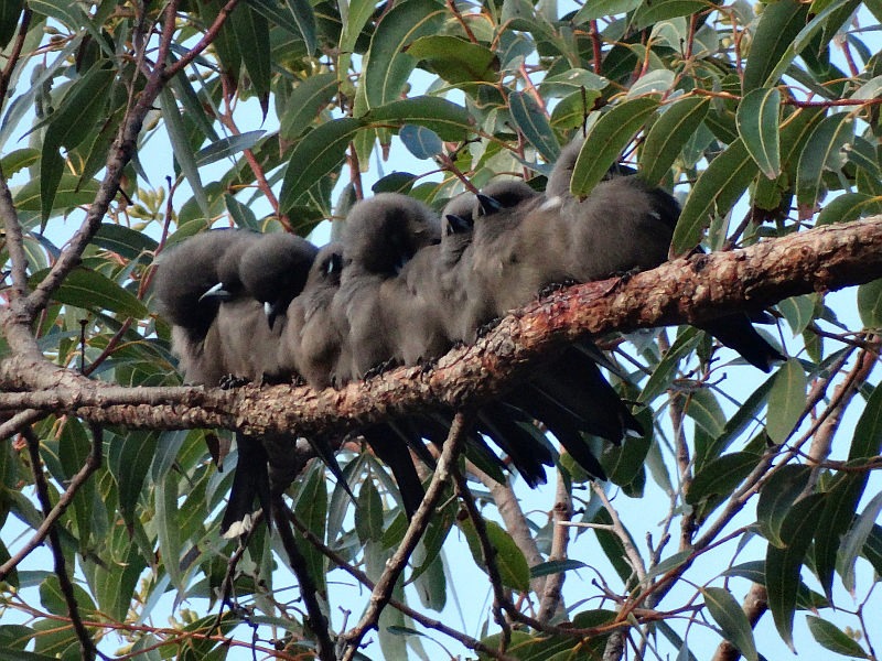 Dusky Woodswallow | Friends of Queens Park Bushland