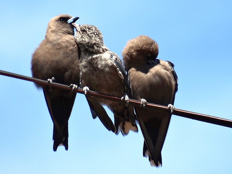 Dusky Woodswallow | Friends of Queens Park Bushland