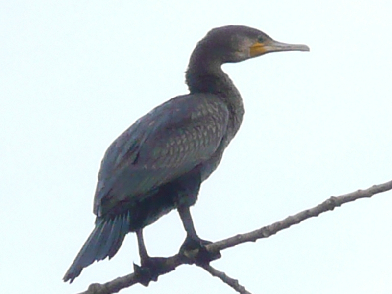 Great Cormorant | Friends of Queens Park Bushland
