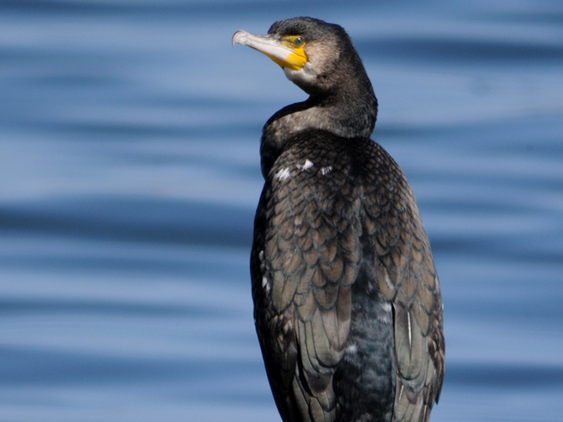 Great Cormorant | Friends of Queens Park Bushland