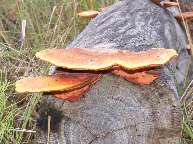 Pycnoporus coccineus | Friends of Queens Park Bushland
