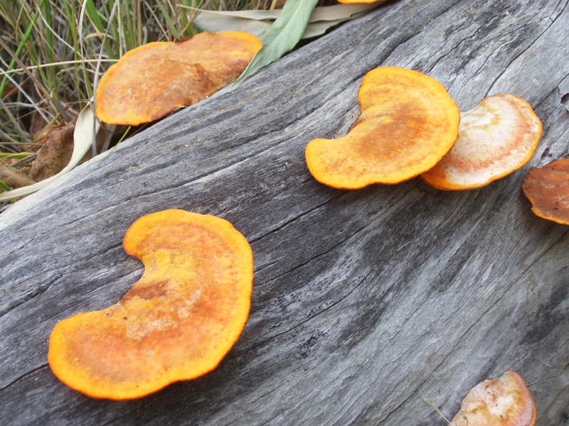 Pycnoporus coccineus | Friends of Queens Park Bushland