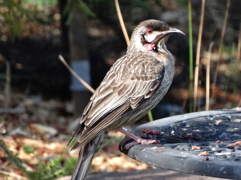 Red Wattlebird | Friends of Queens Park Bushland