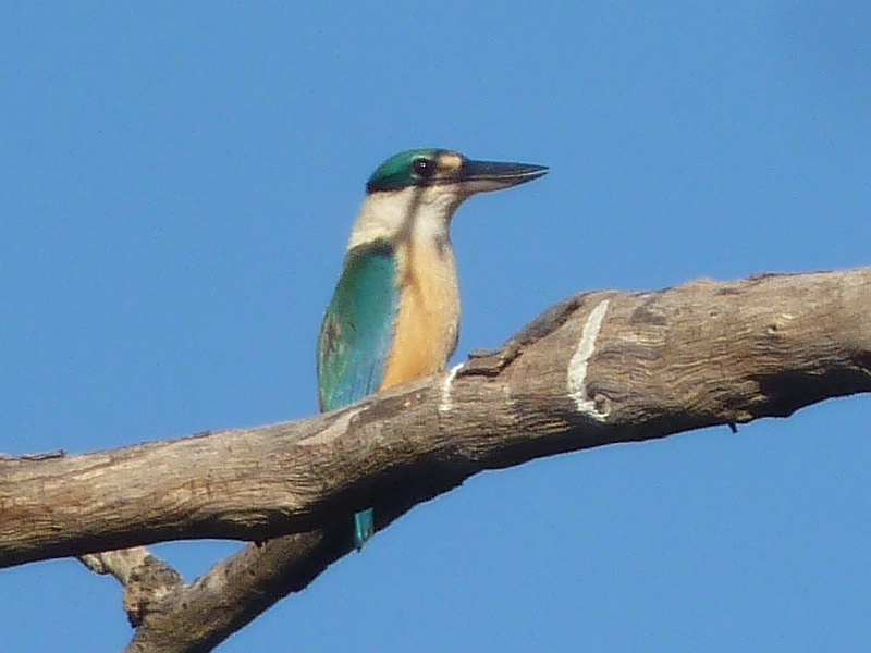 Sacred Kingfisher | Friends of Queens Park Bushland