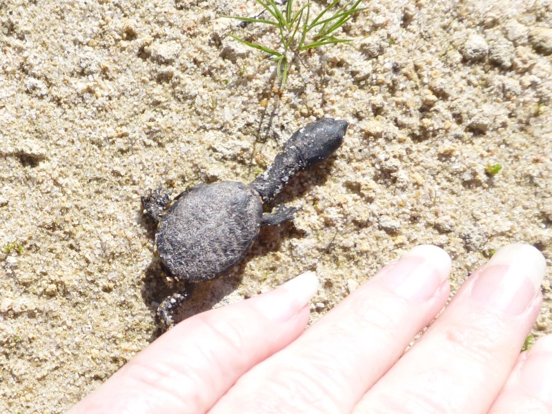 Southwestern Snake-necked Turtle | Friends of Queens Park Bushland