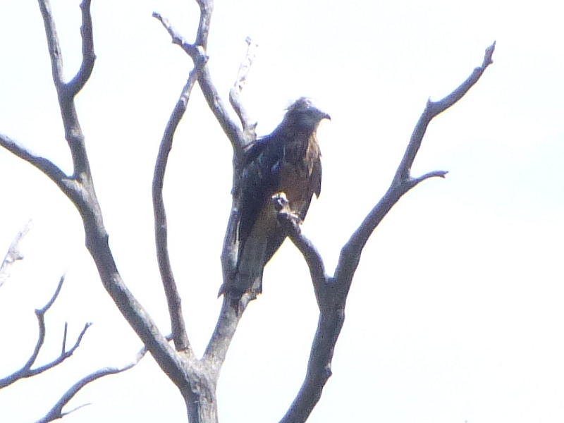 Square-tailed Kite | Friends of Queens Park Bushland