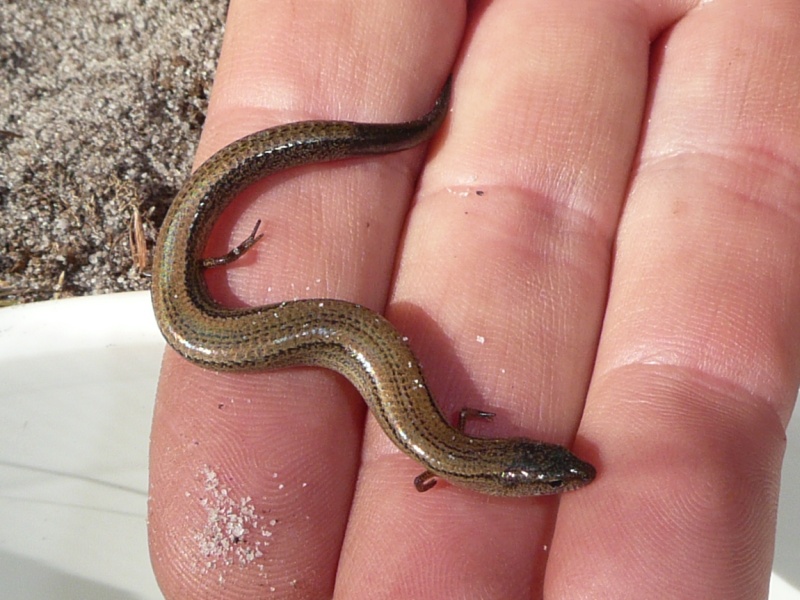 Two-Toed Earless Skink | Friends of Queens Park Bushland