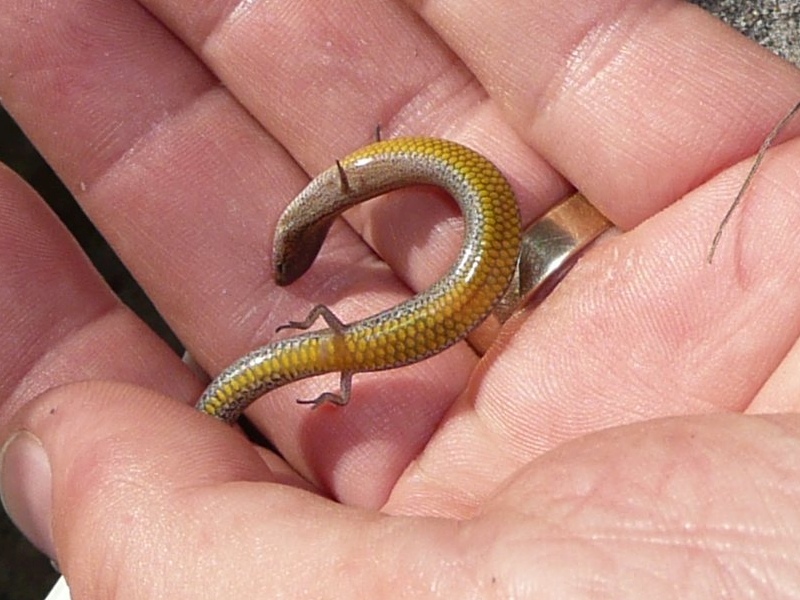 Two-Toed Earless Skink | Friends of Queens Park Bushland
