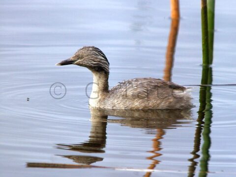 Hoary-headed Grebe | Friends of Queens Park Bushland