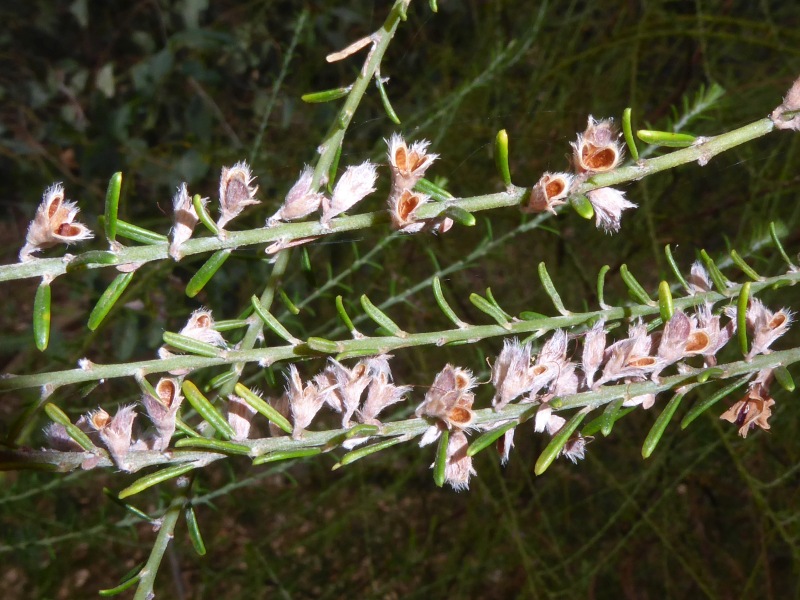 Aotus gracillima | Friends of Queens Park Bushland