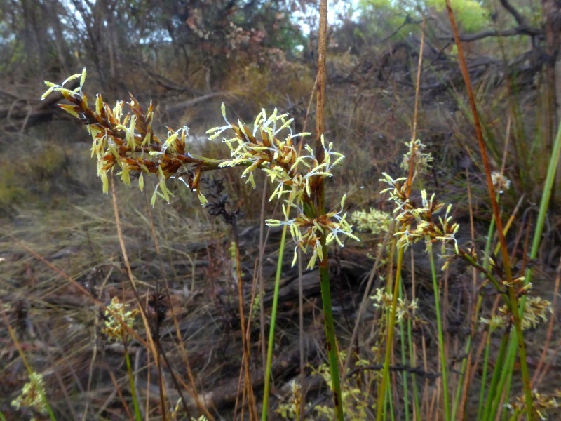 Lepidosperma leptostachyum | Friends of Queens Park Bushland
