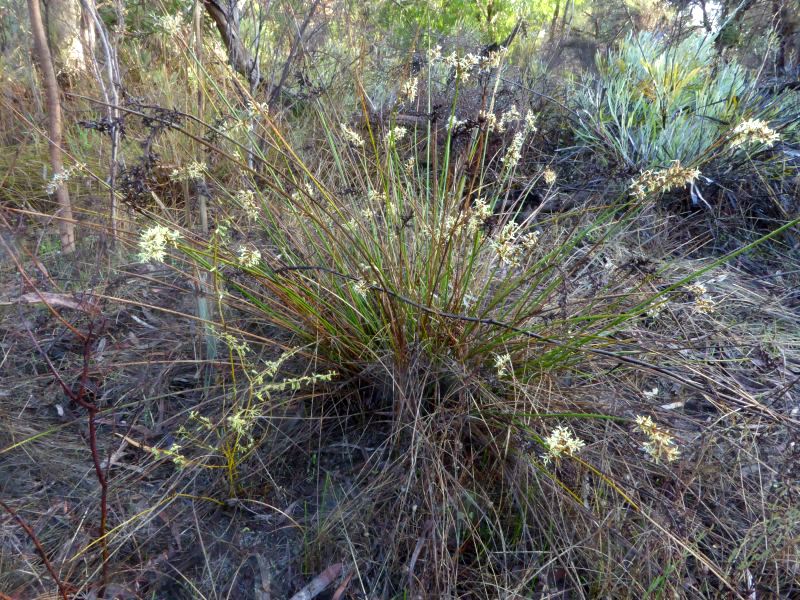 Lepidosperma leptostachyum | Friends of Queens Park Bushland