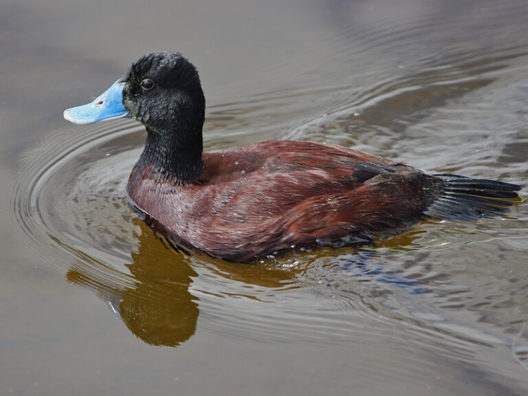 Blue-billed Duck | Friends of Queens Park Bushland