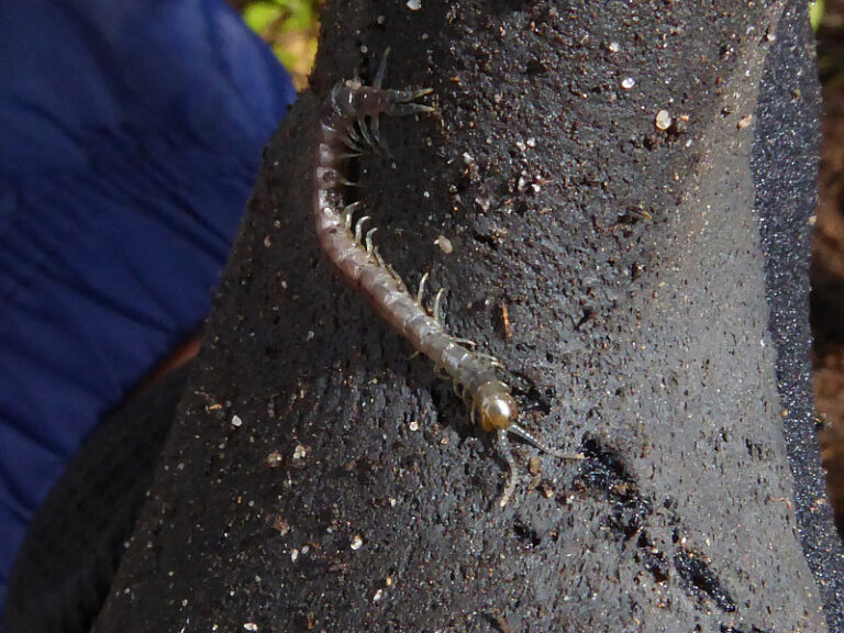 Arthrorhabdus sp. 1 | Friends of Queens Park Bushland