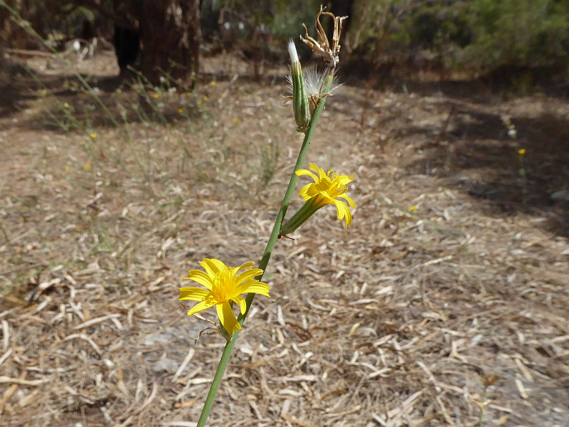Chondrilla juncea | Friends of Queens Park Bushland