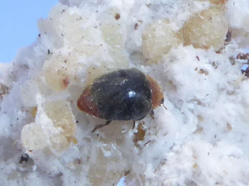 Cryptolaemus montrouzieri | Friends of Queens Park Bushland