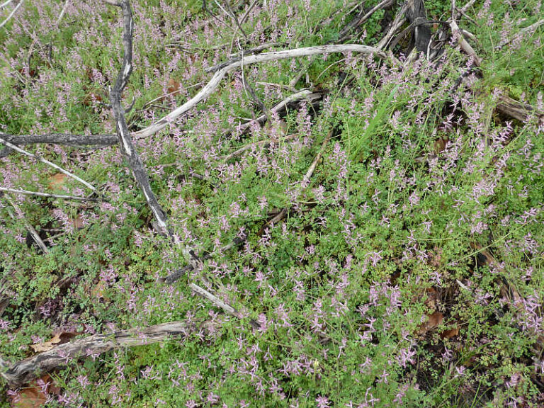 Fumaria muralis | Friends of Queens Park Bushland