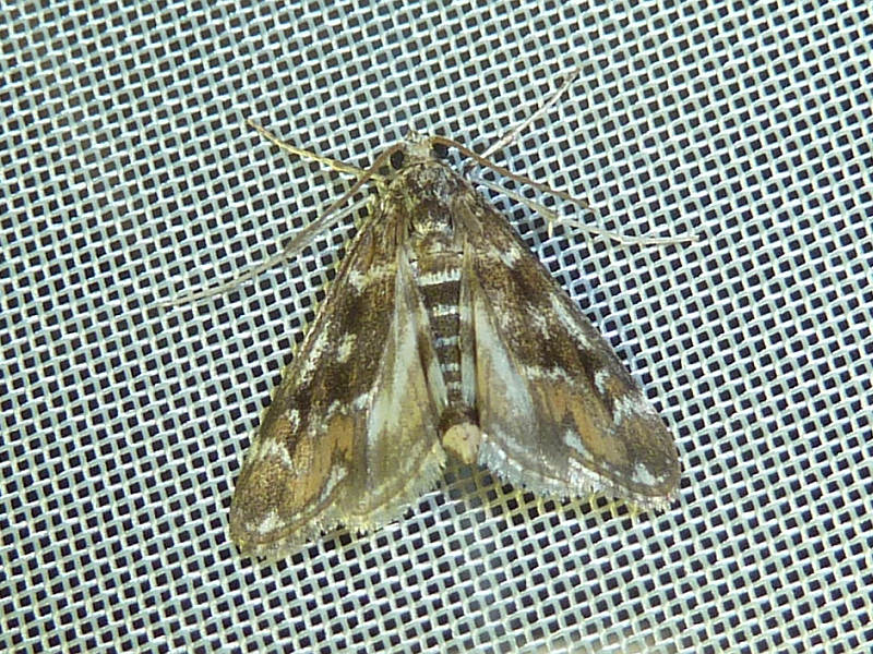 Hygraula nitens | Friends of Queens Park Bushland