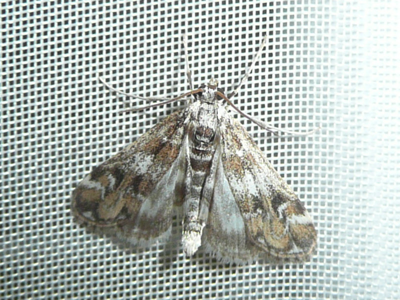 Hygraula nitens | Friends of Queens Park Bushland