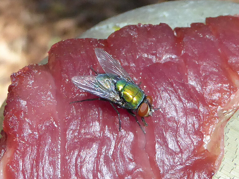 Lucilia sericata | Friends of Queens Park Bushland