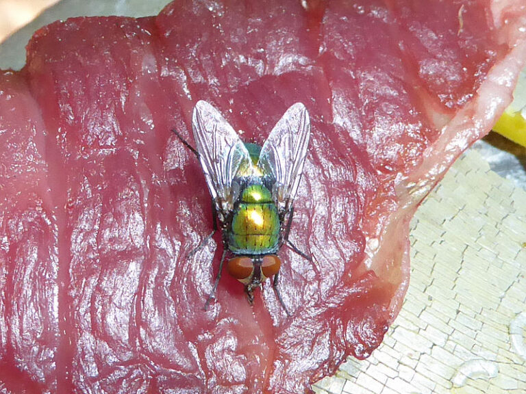 Lucilia sericata | Friends of Queens Park Bushland