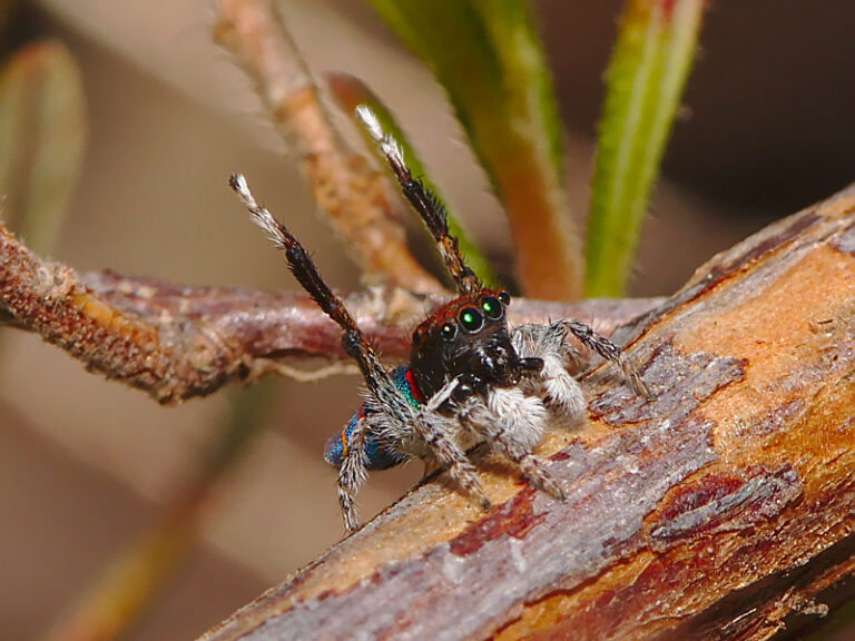 Maratus mungaich | Friends of Queens Park Bushland