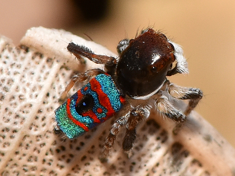 Maratus mungaich | Friends of Queens Park Bushland