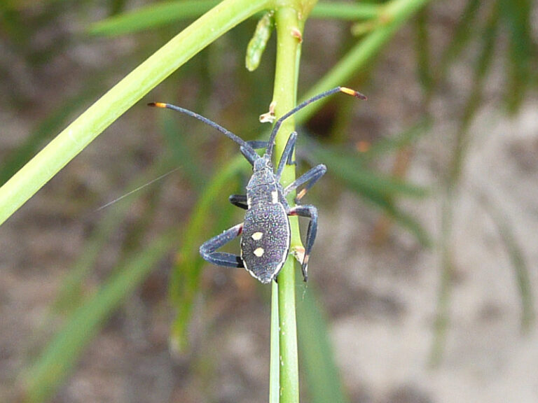 Mictis profana | Friends of Queens Park Bushland